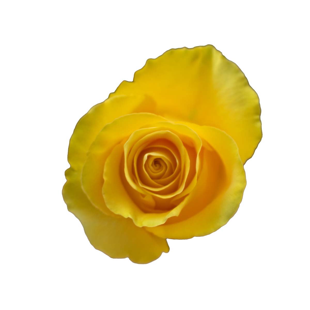 Paramo Roses