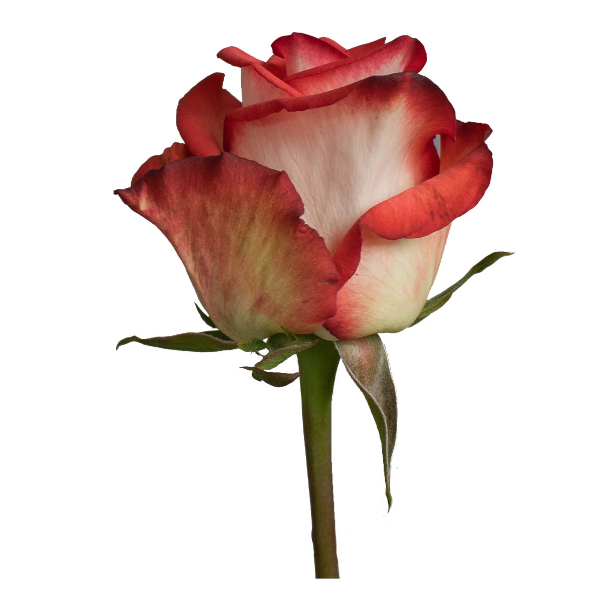Paramo Roses