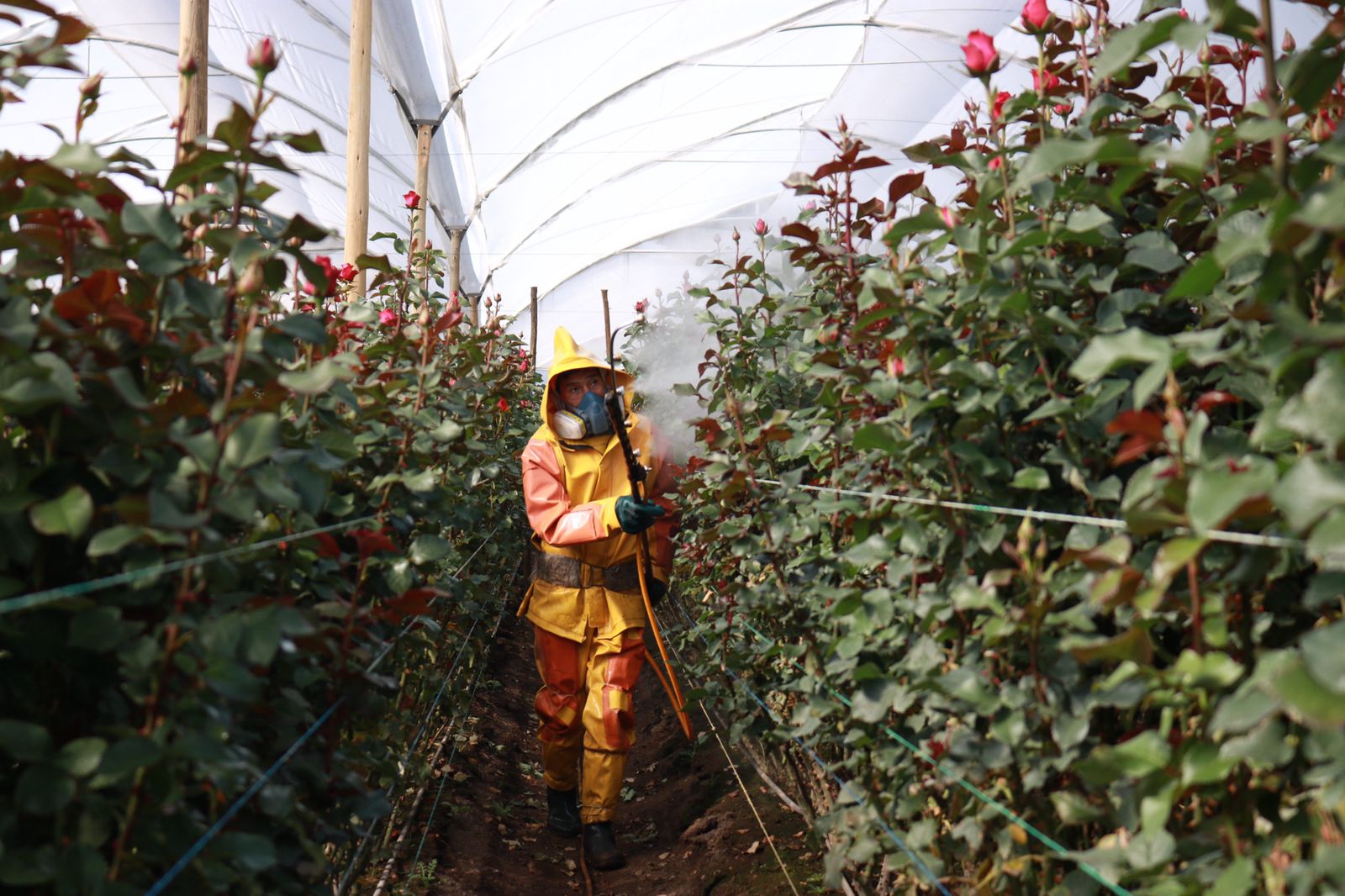 Paramo Roses