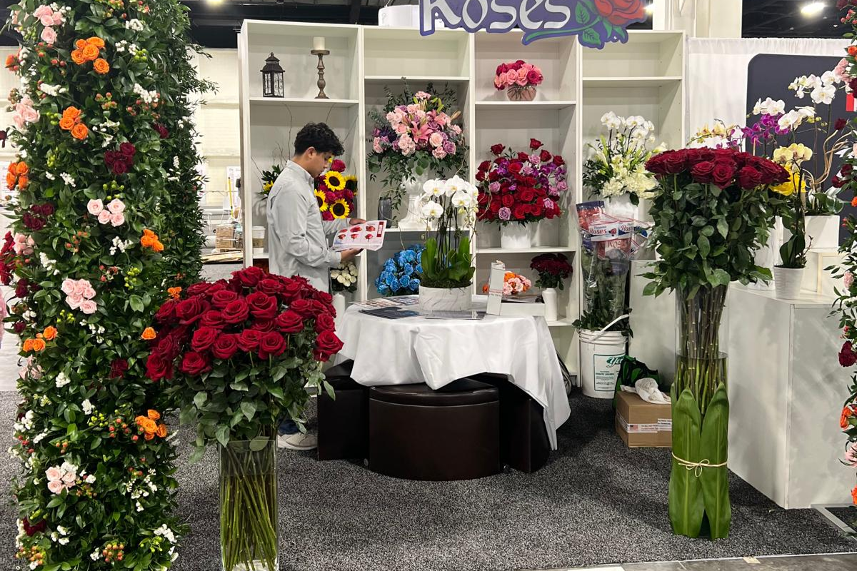 Paramo Roses