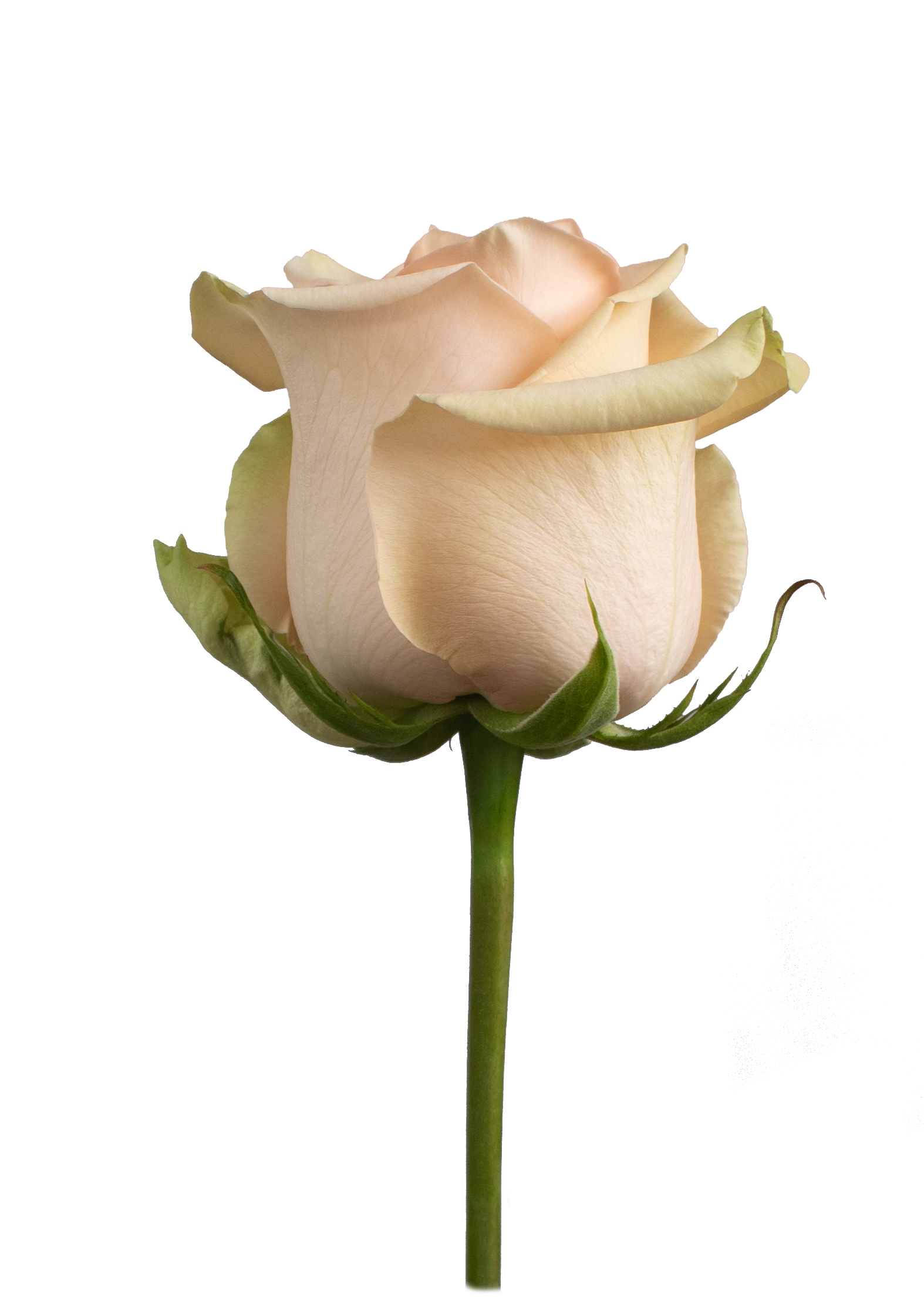 ROSES SALMA