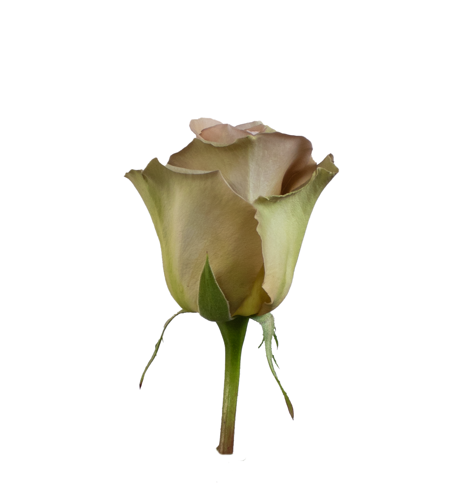 ROSES AMNESIA