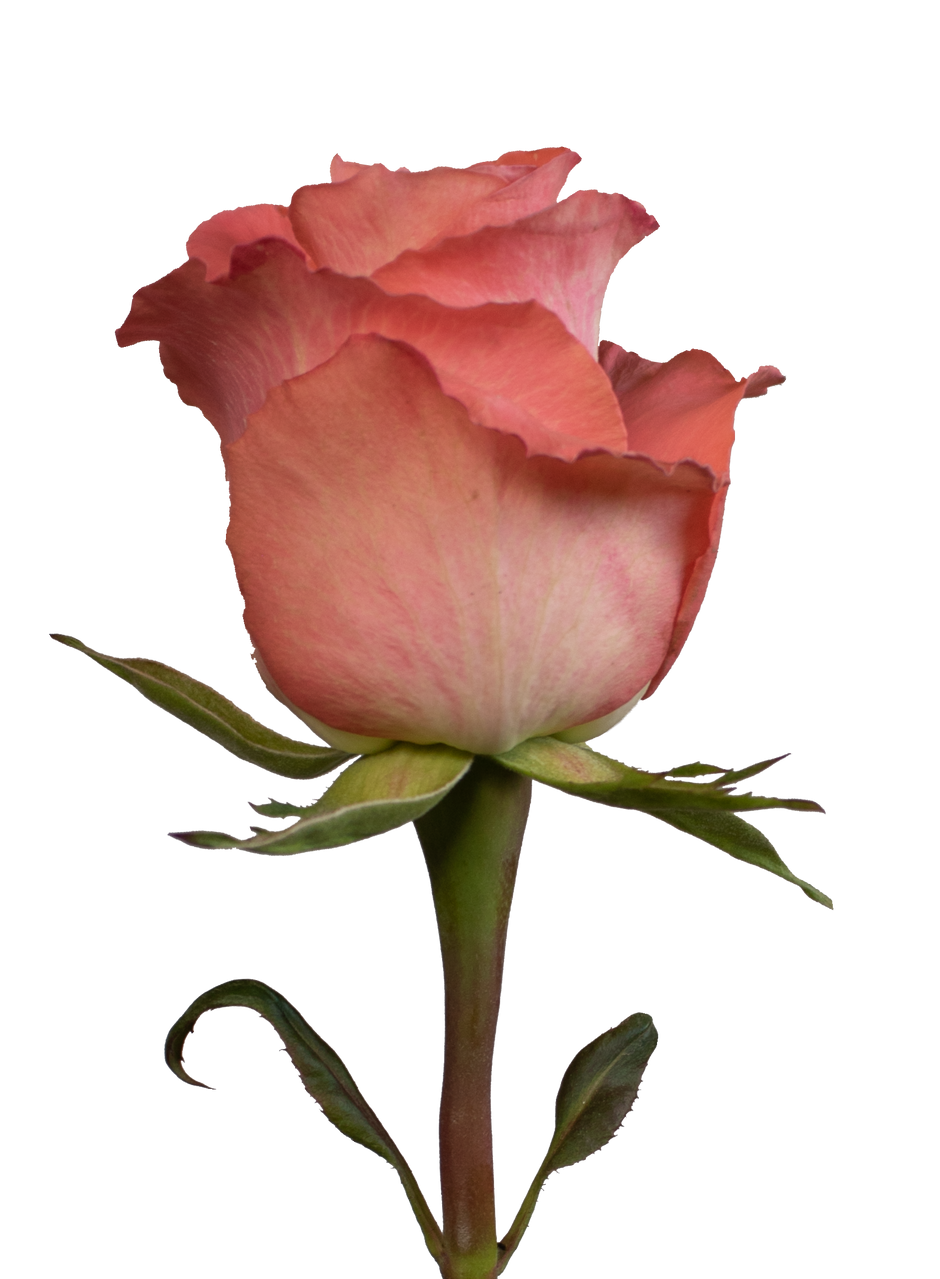 Paramo Roses