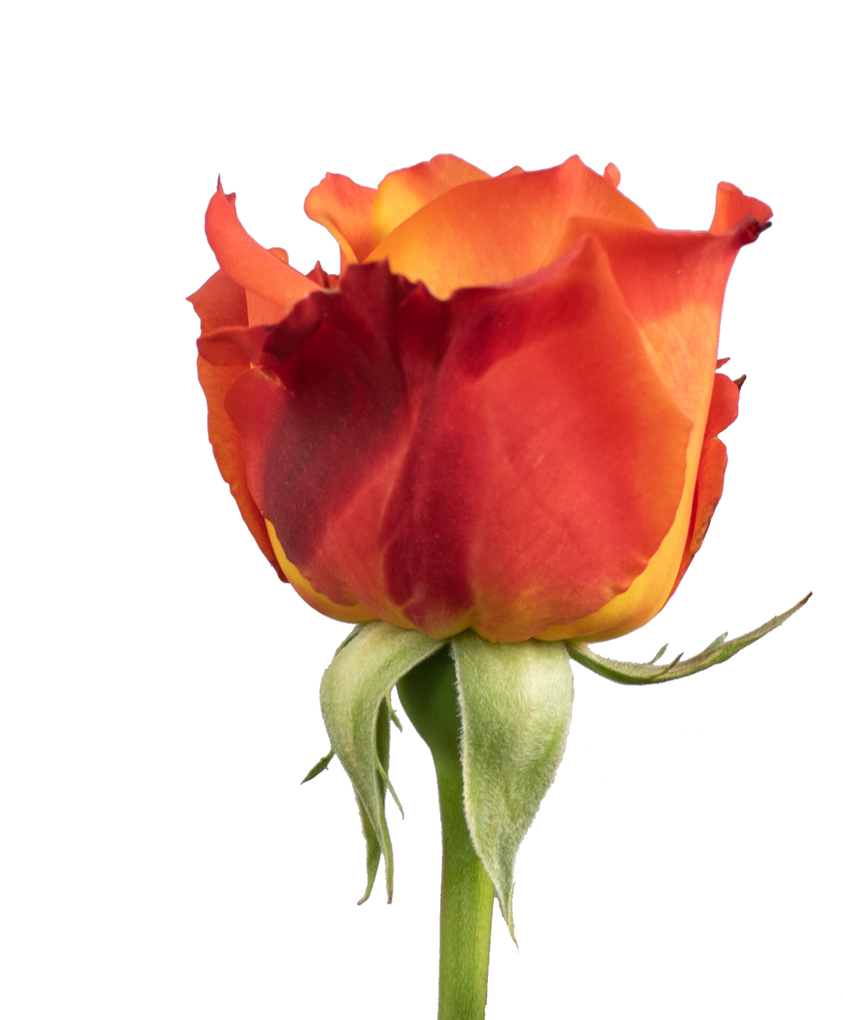 Paramo Roses